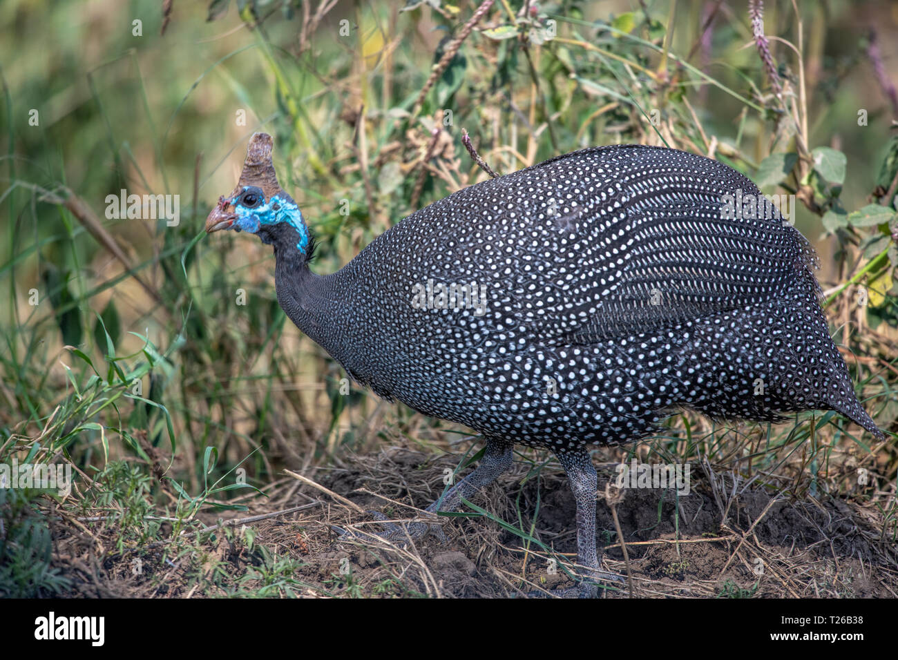 A Helmeted Guineafowl (Numida meleagris), Nakuru National Park, Kenya ...
