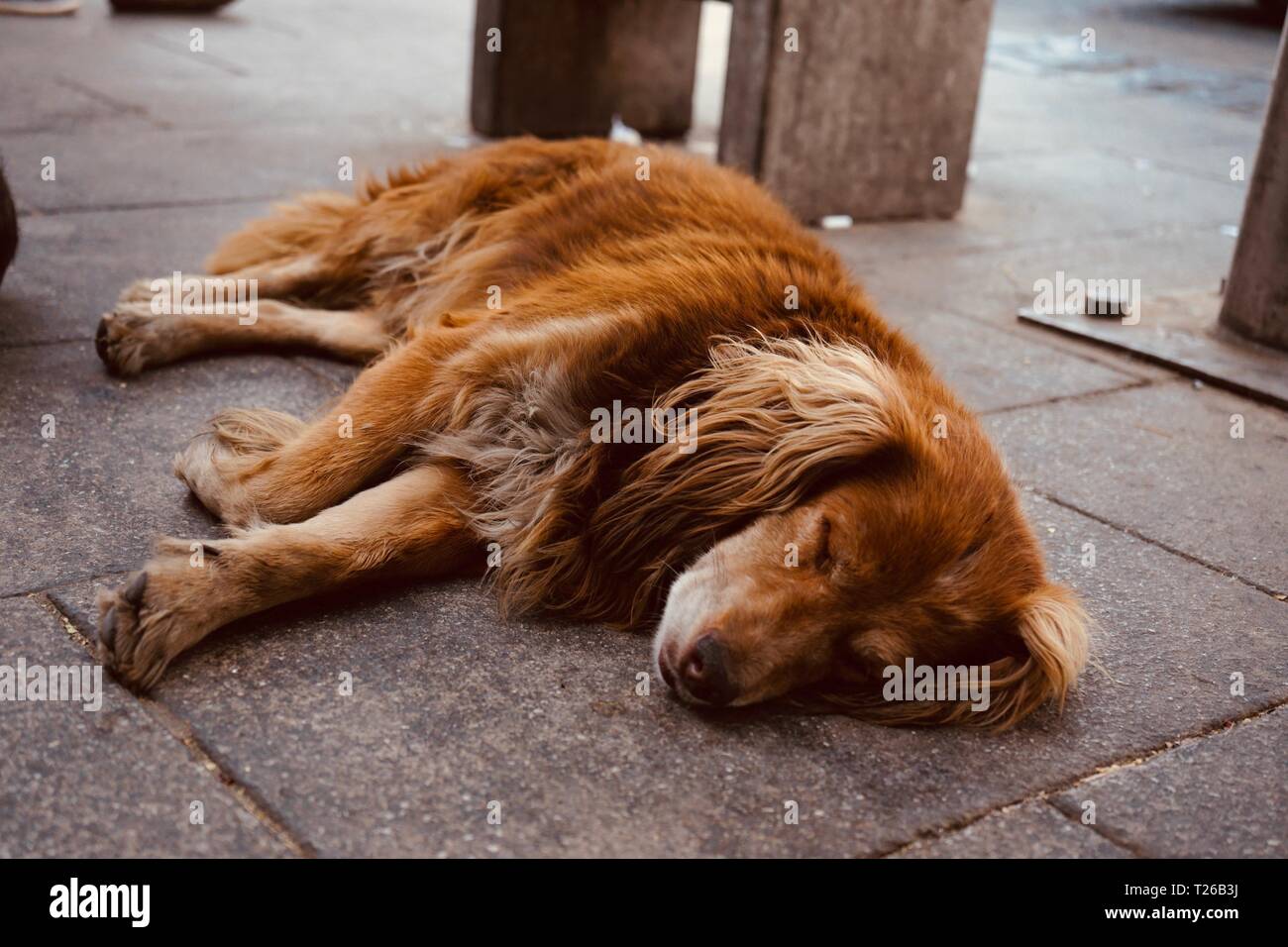 Sleeping stray dog in Valparaiso Chile Stock Photo - Alamy