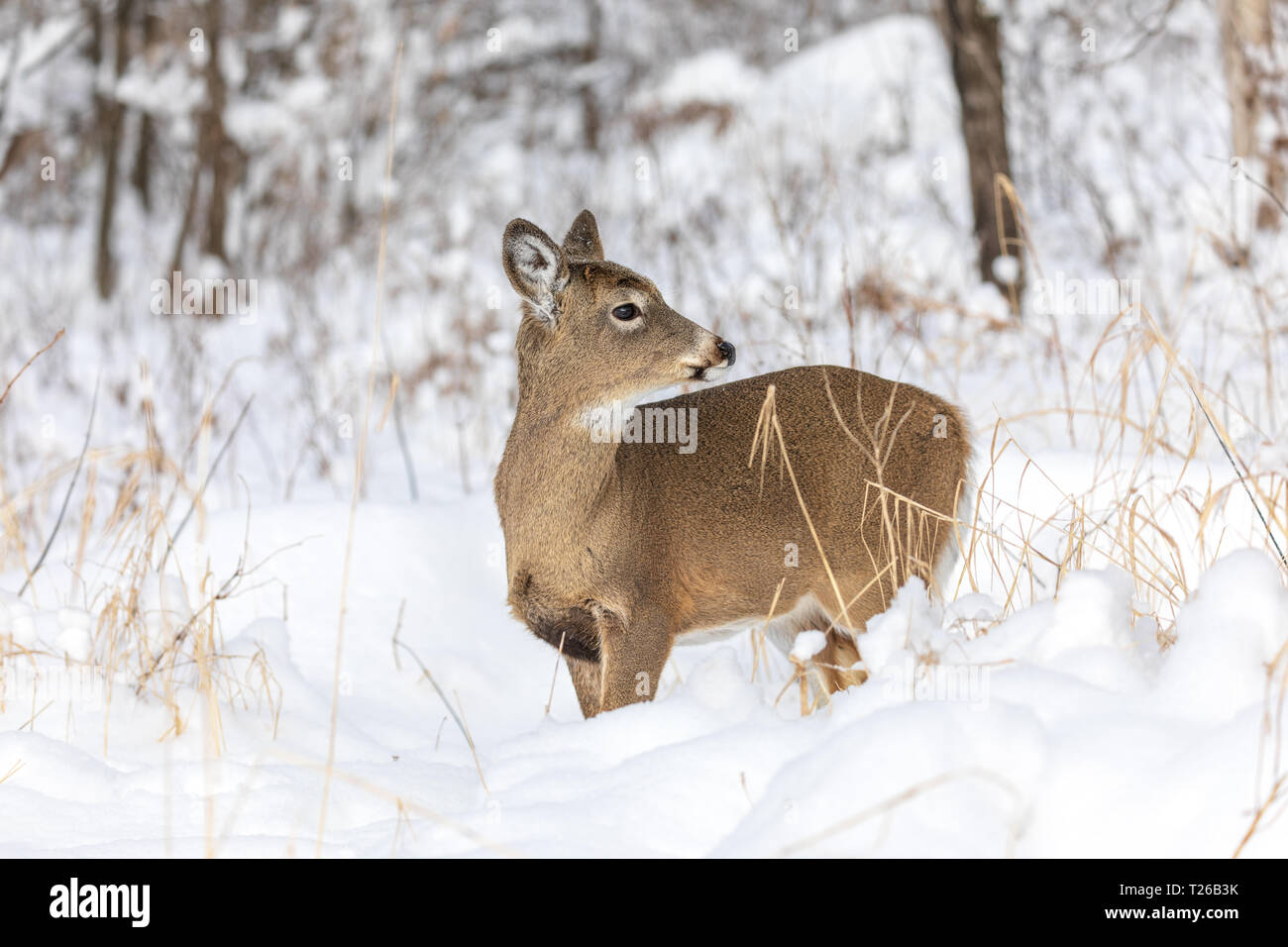 White-tailed fawn standing in the deep winter snow of northern ...