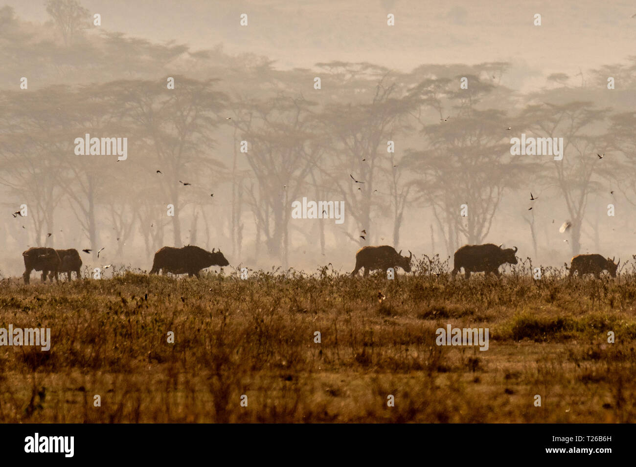 Buffalo movement hi-res stock photography and images - Alamy