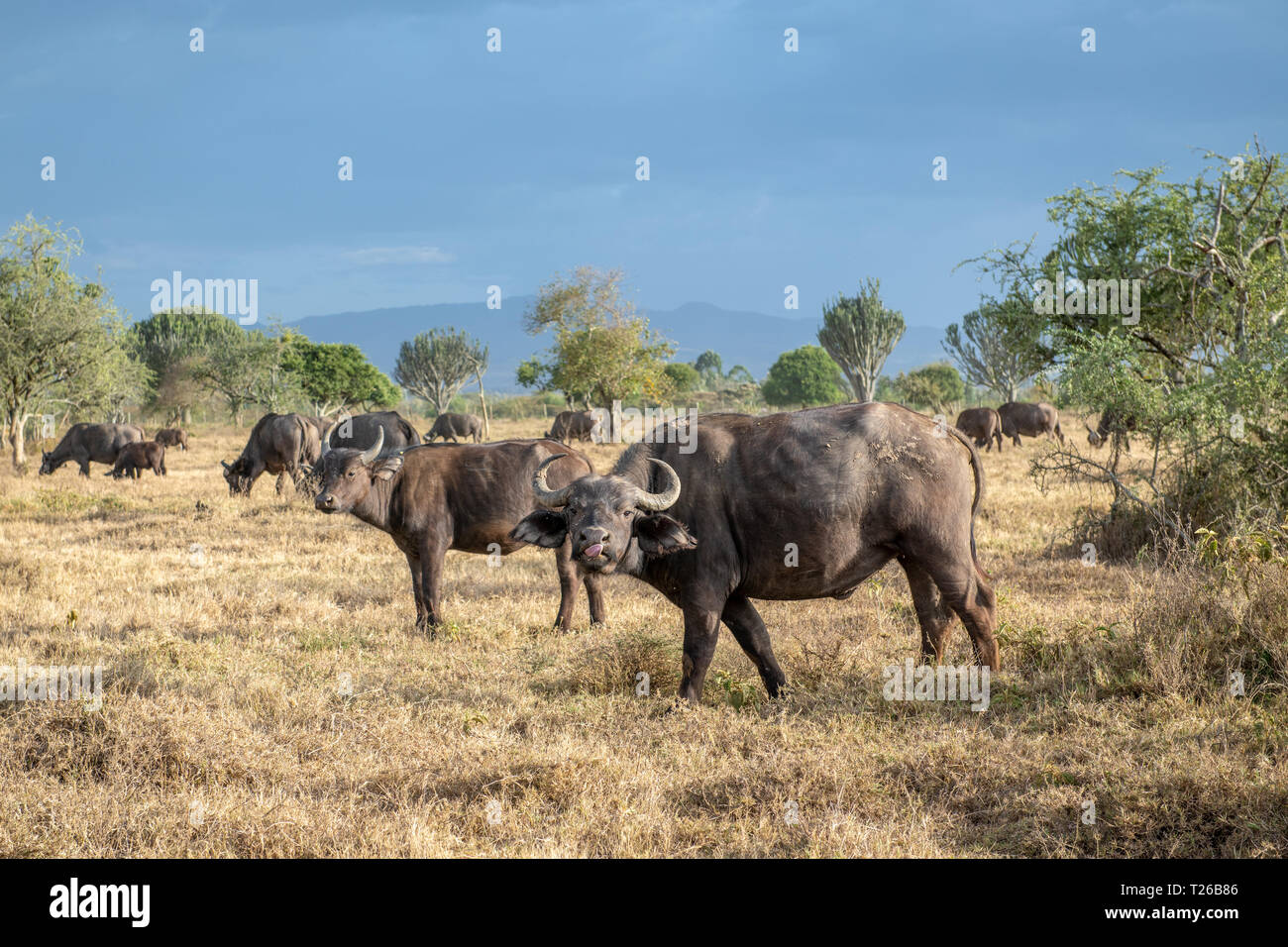 Herd cape buffalo graze hi-res stock photography and images - Alamy