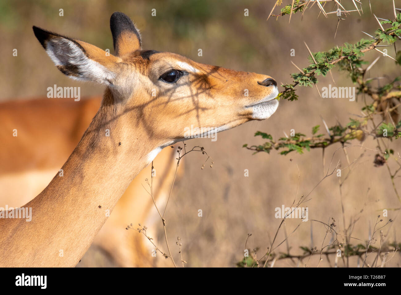 Impala eating tree hi-res stock photography and images - Alamy