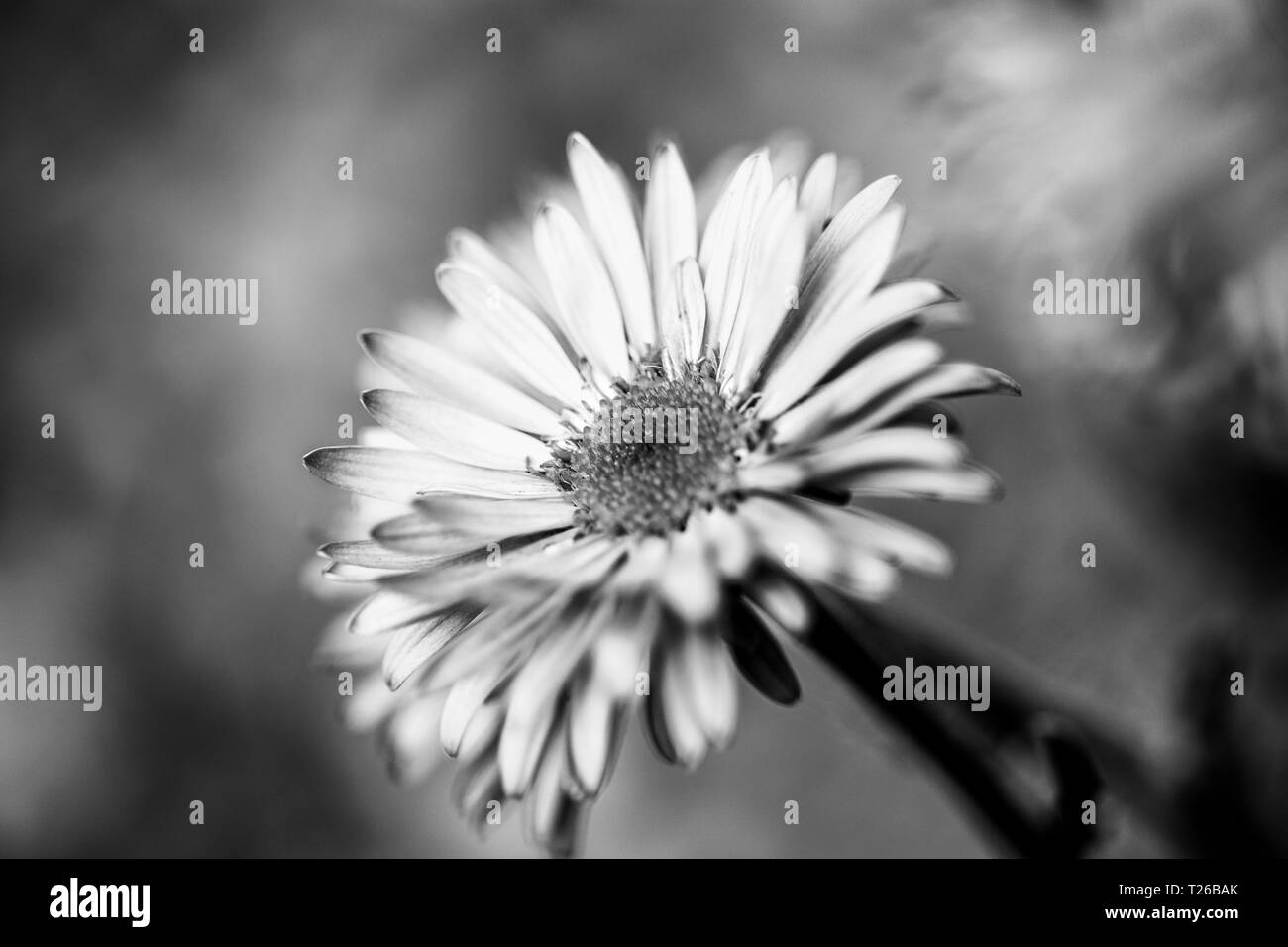 Aster Black and White Stock Photos & Images - Alamy