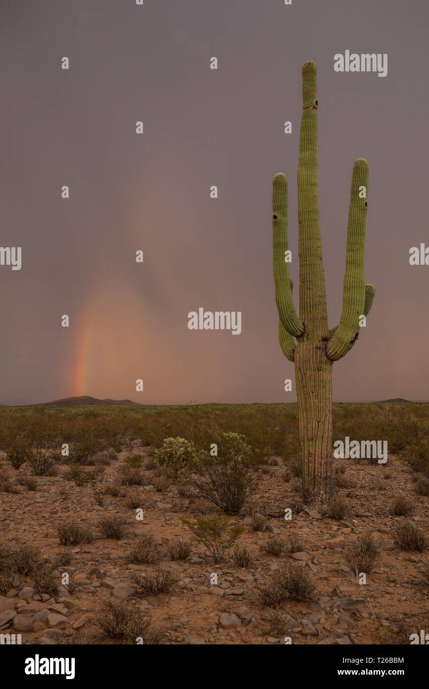 , Pima County, Arizona, USA Stock Photo - Alamy