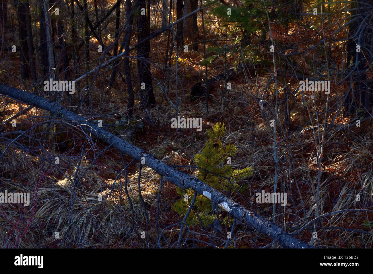 Forest floor coming to life in early Spring Stock Photo - Alamy