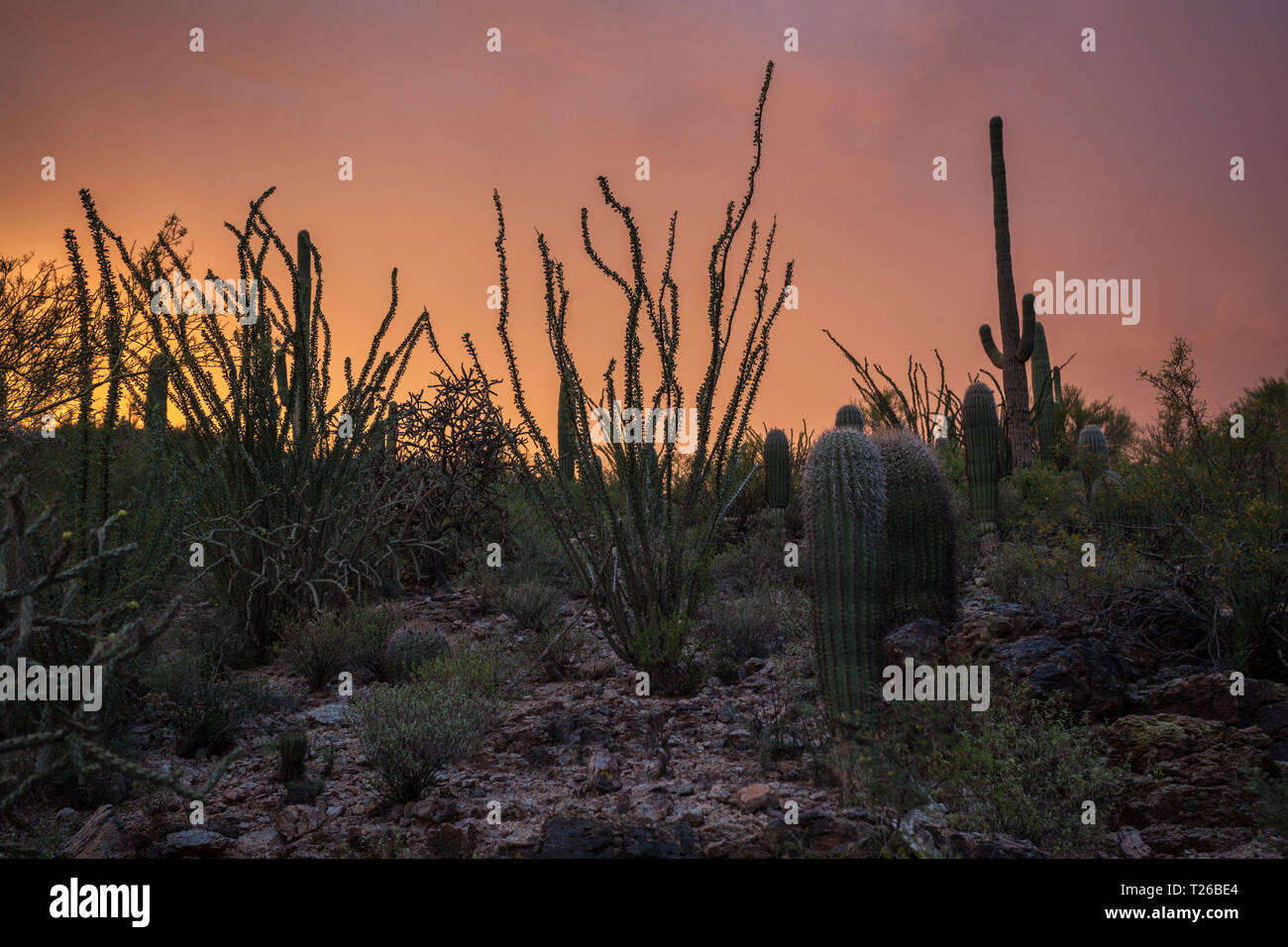 Tucson, Pima County, Arizona, USA Stock Photo - Alamy
