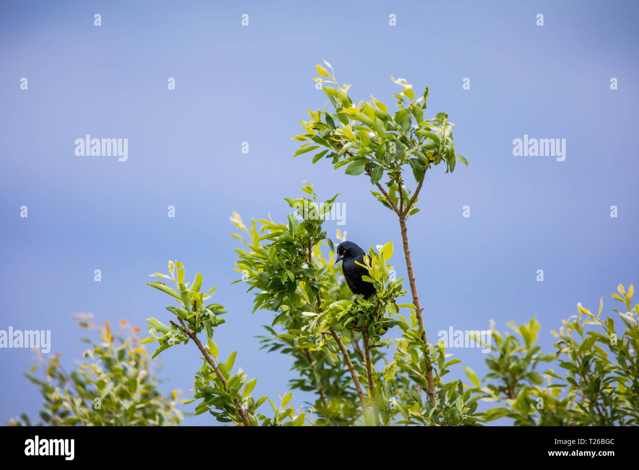 Singing in a tree hi-res stock photography and images - Alamy