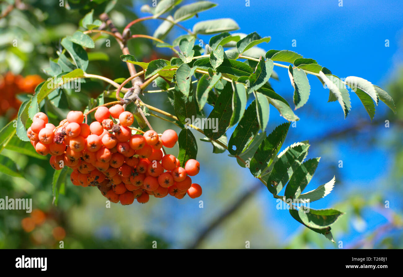 ashberry at dry sunny summer day Stock Photo - Alamy