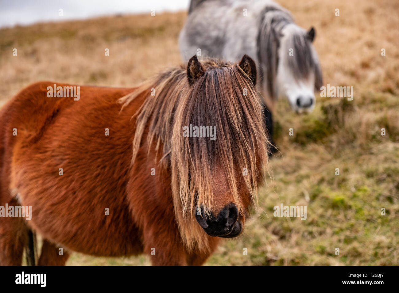 Dartmoor foal hi-res stock photography and images - Alamy
