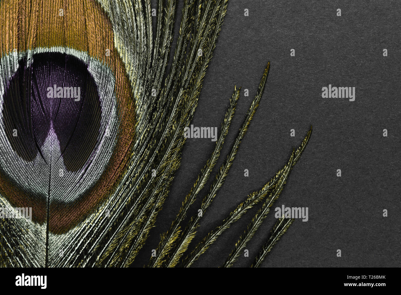 Abstract composition of golden peacock feather on black background with ...
