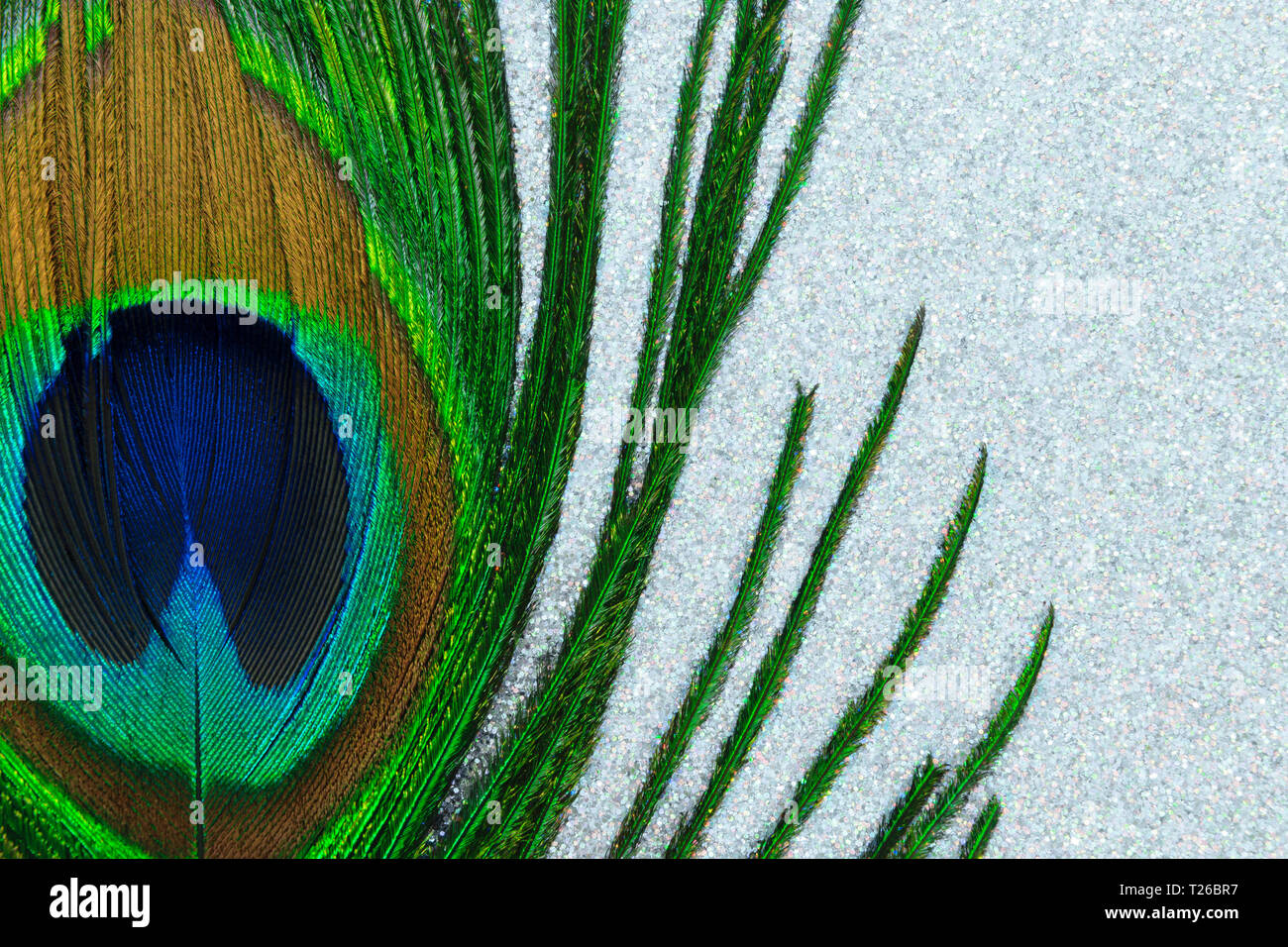 Abstract composition of peacock feather on silver shiny background with ...