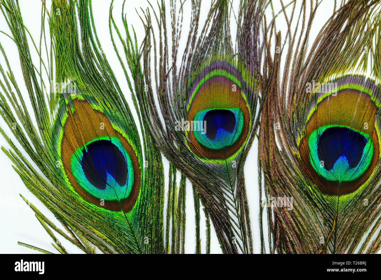 Colorful three peacock feathers on white background Stock Photo - Alamy