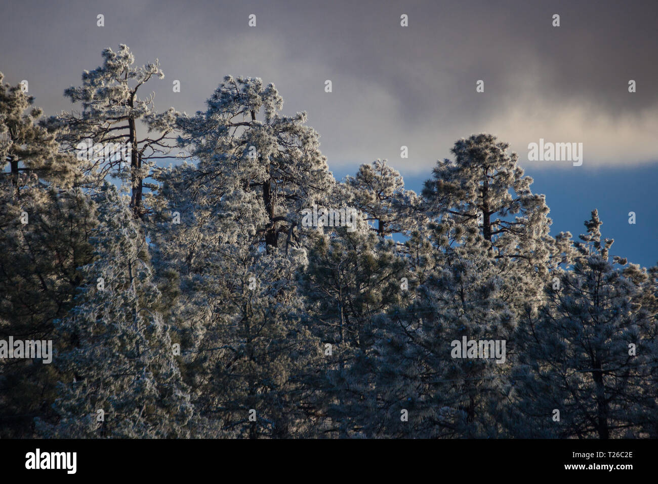Pima county hi-res stock photography and images - Alamy