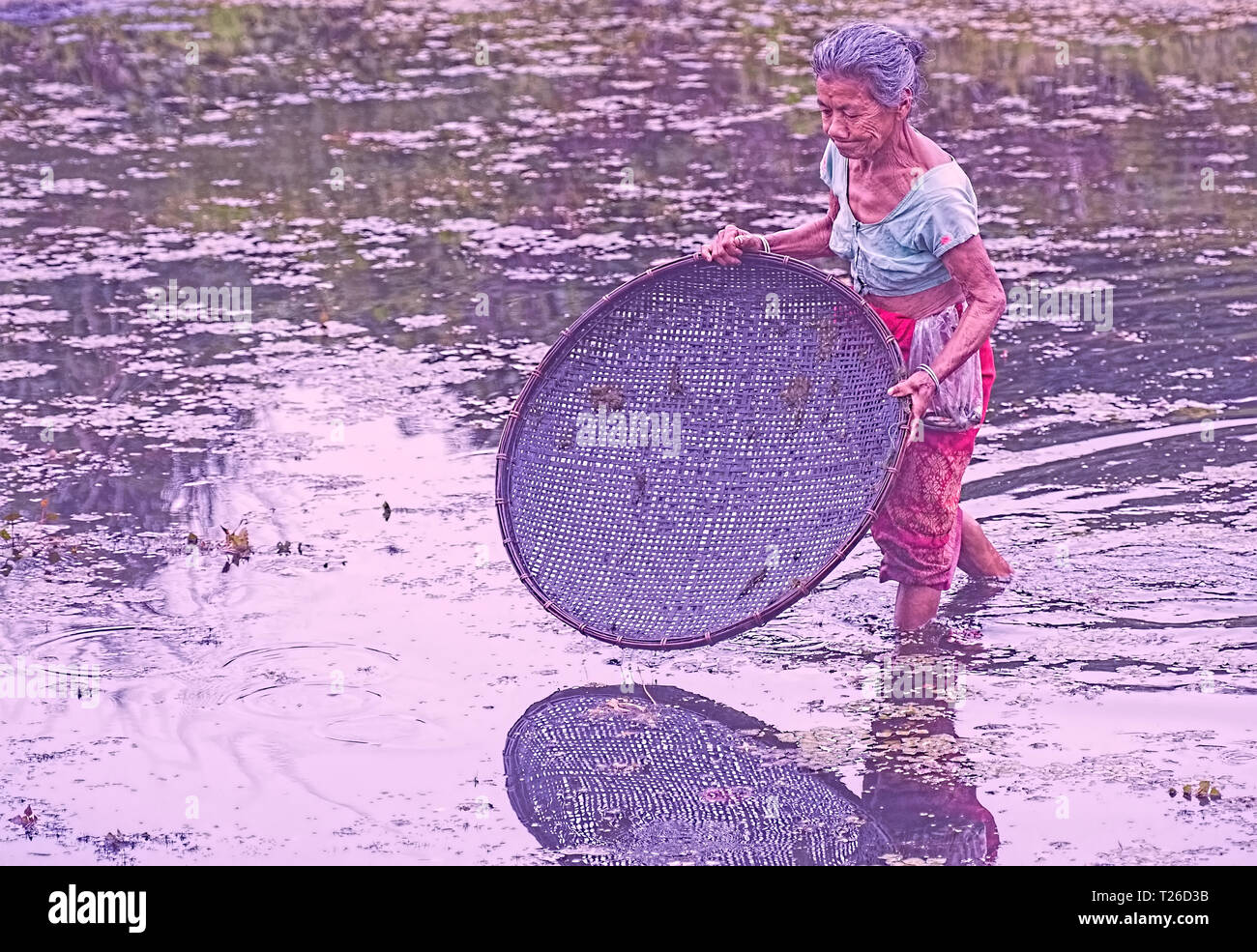 Life ,style,of Mishing ,tribals,in Majuli,island,old fishermen woman,trying,to ,catch,fish,in ...
