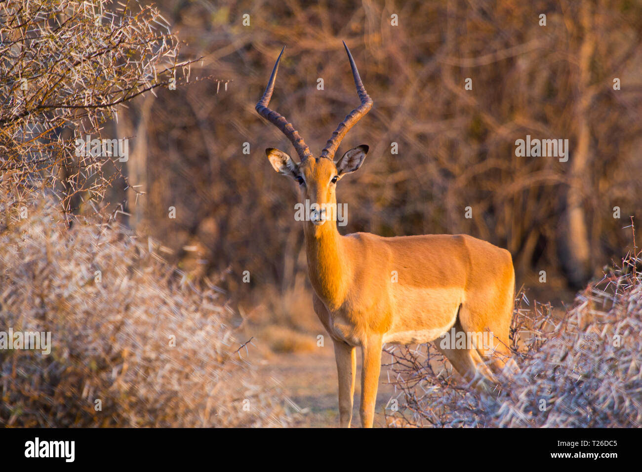 Dikhololo hi-res stock photography and images - Alamy