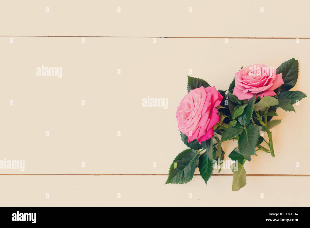 Two toned rose hi-res stock photography and images - Alamy