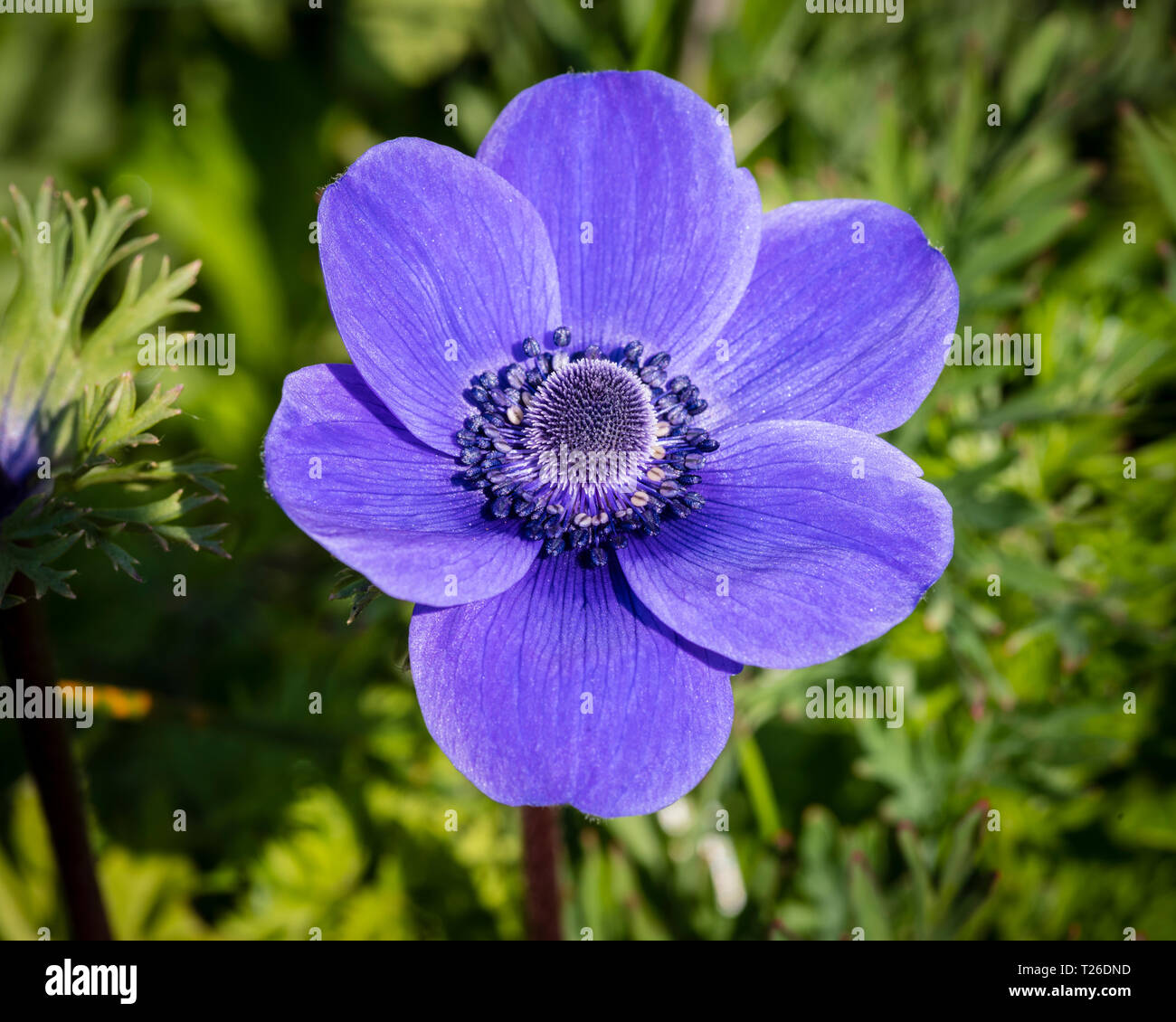 A single violet blue flower of anemone (windflower) De Caen variety ...