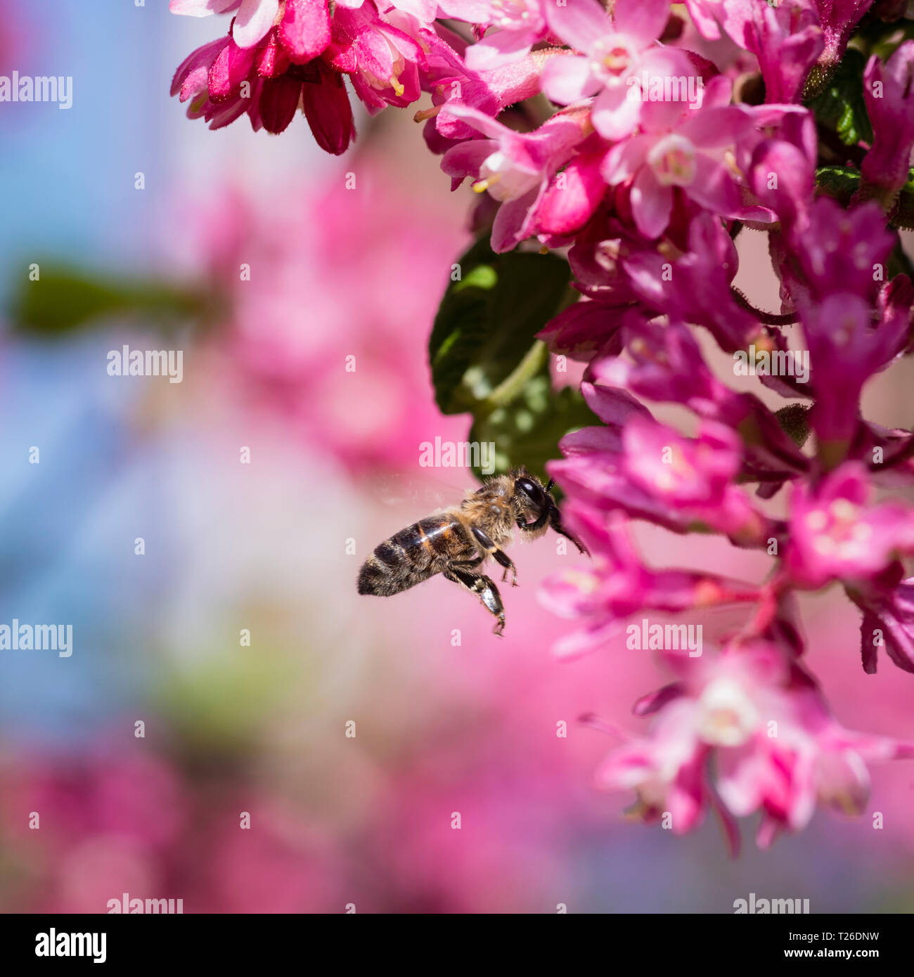 Insect in flight hi-res stock photography and images - Alamy