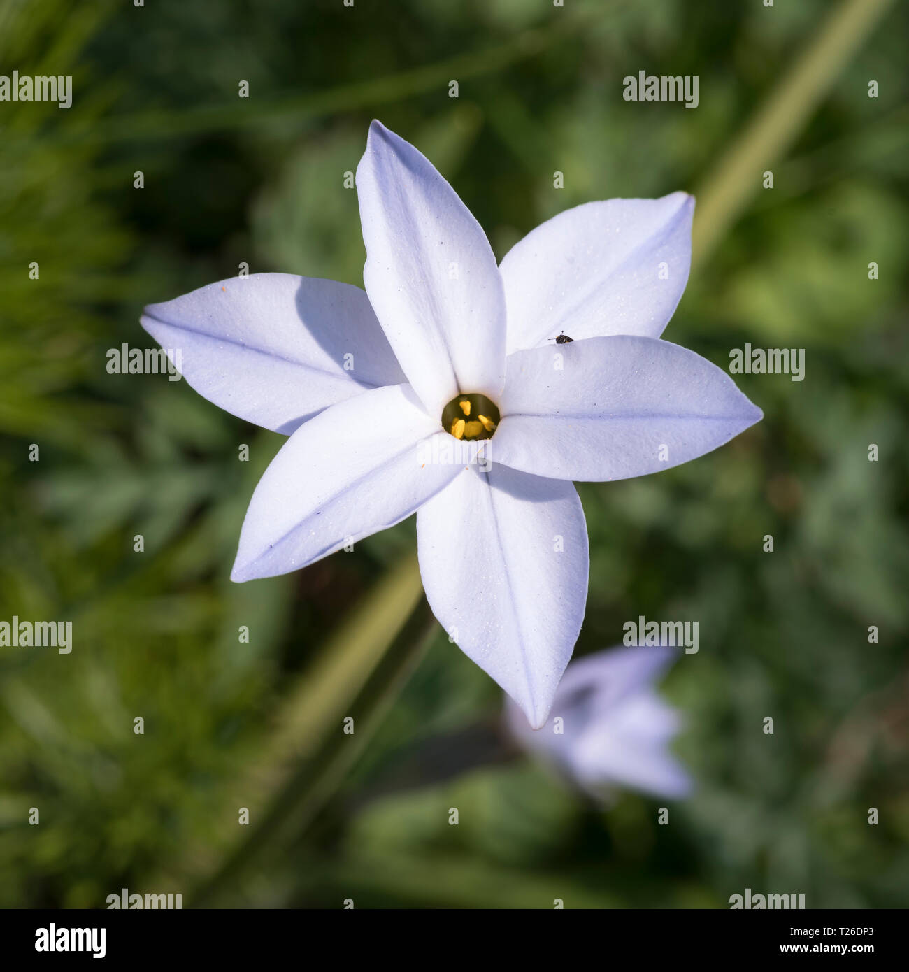 White ipheion hi-res stock photography and images - Alamy