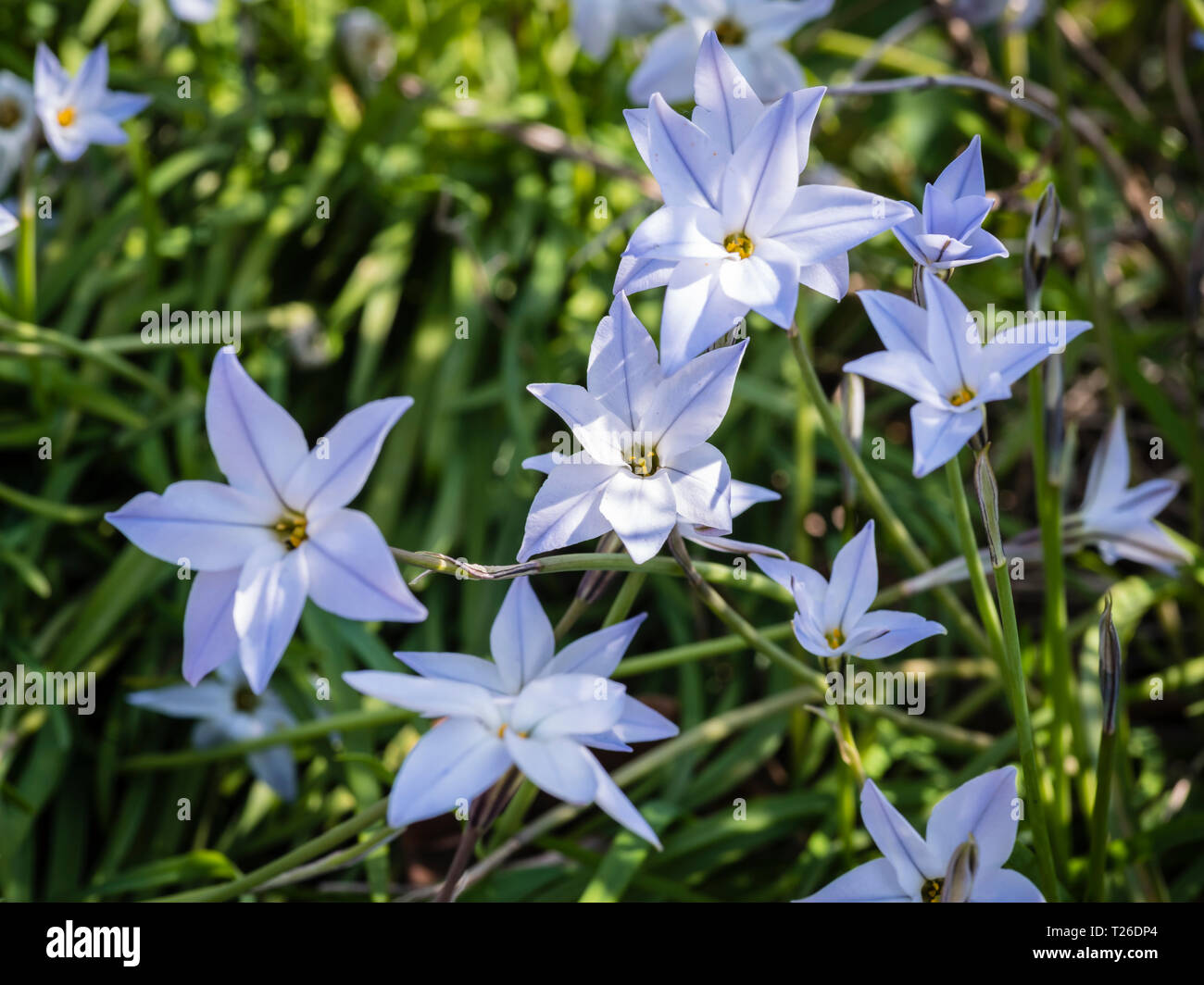 White ipheion hi-res stock photography and images - Alamy