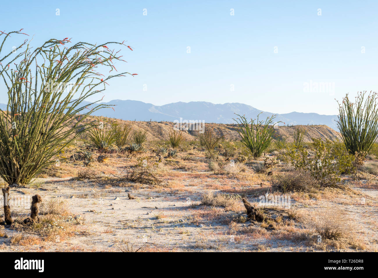 Desert landscape at Anza-Borrego State Park. Southern California, USA ...