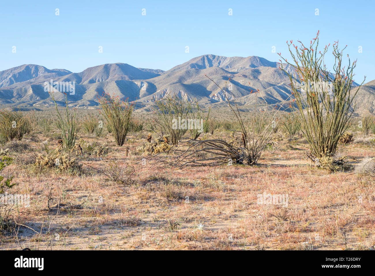 Desert landscape at Anza-Borrego State Park. Southern California, USA ...