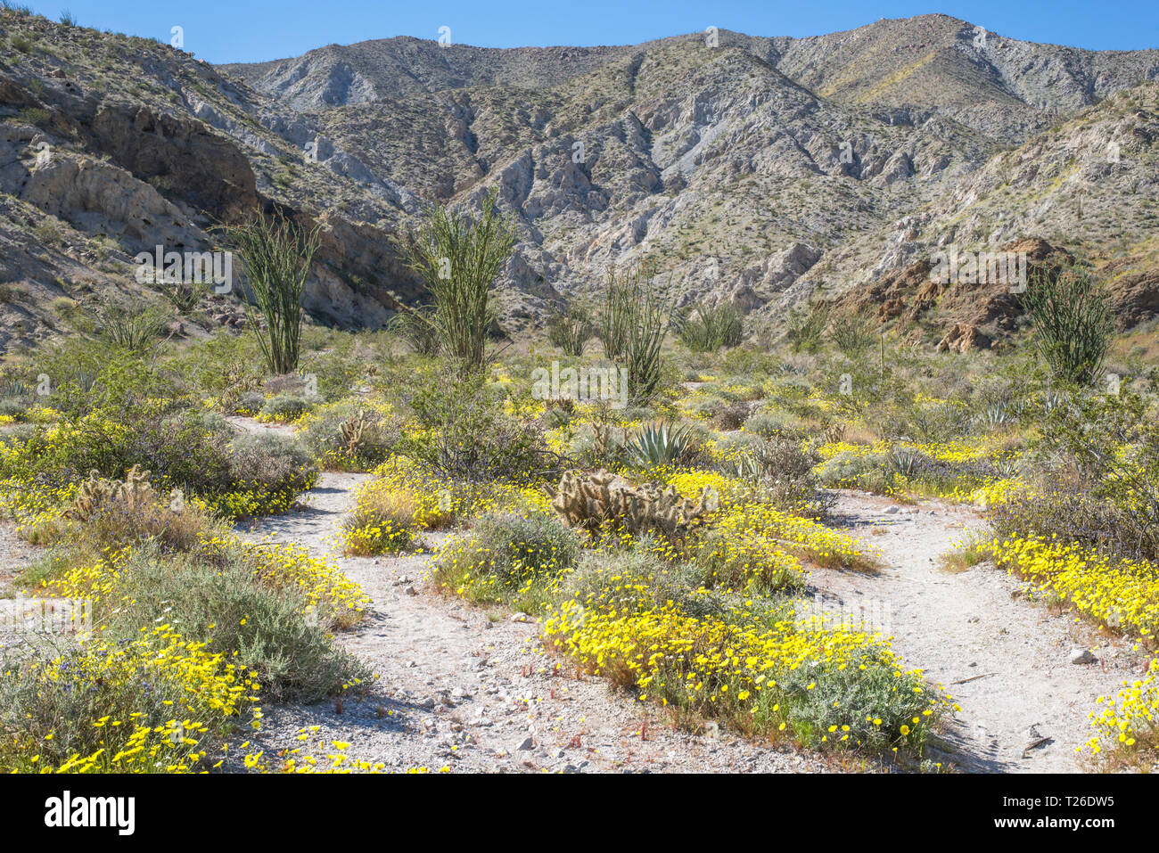Desert landscape at Anza-Borrego State Park. Southern California, USA ...