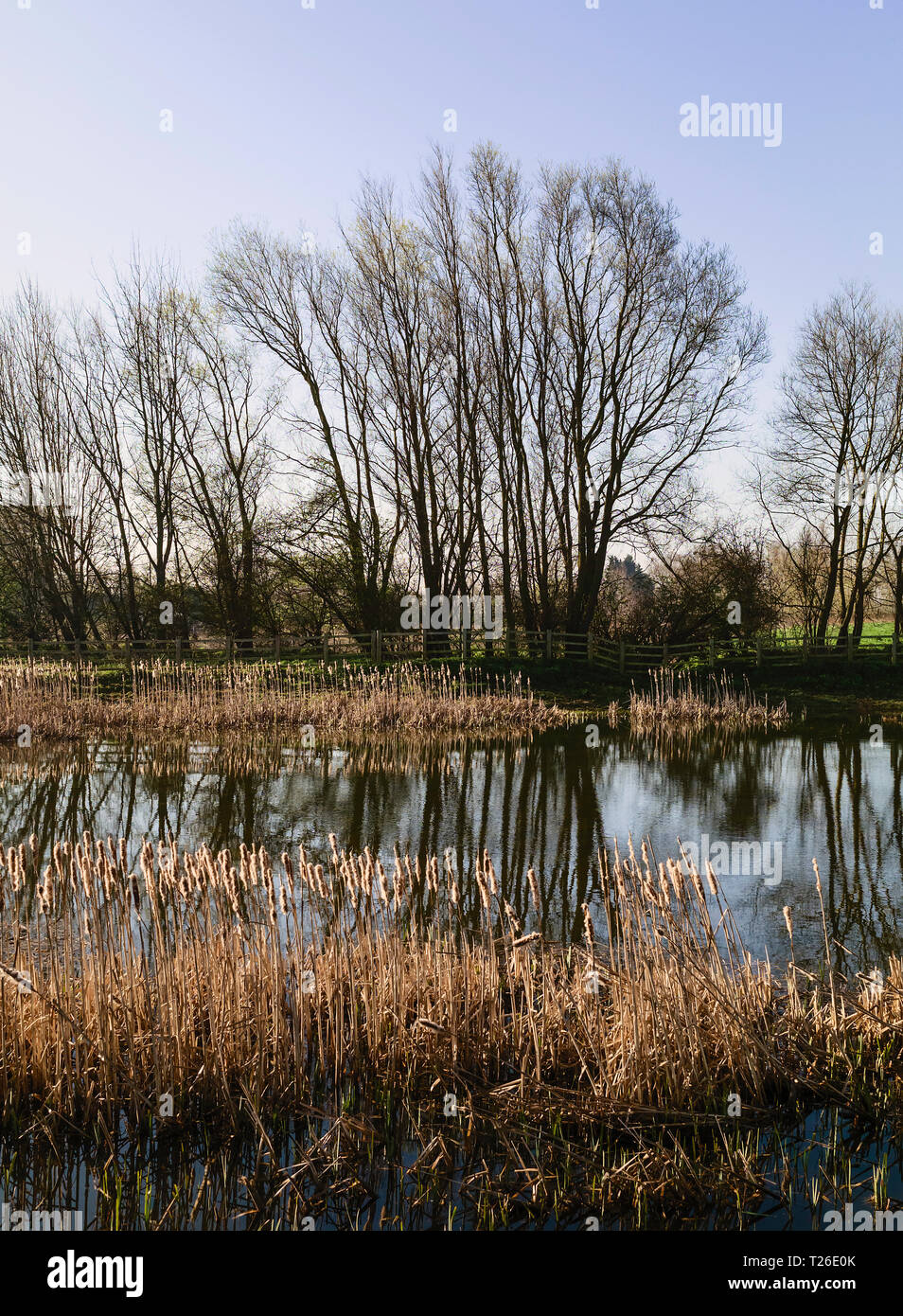 Reed reflections in water hi-res stock photography and images - Alamy