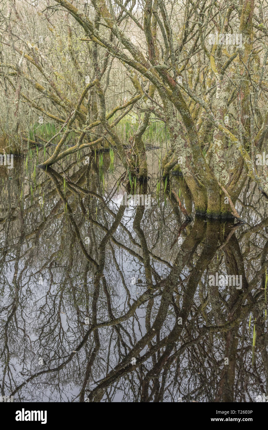 Tree submerged by water inundation / woodland swamp. Drain the Swamp ...