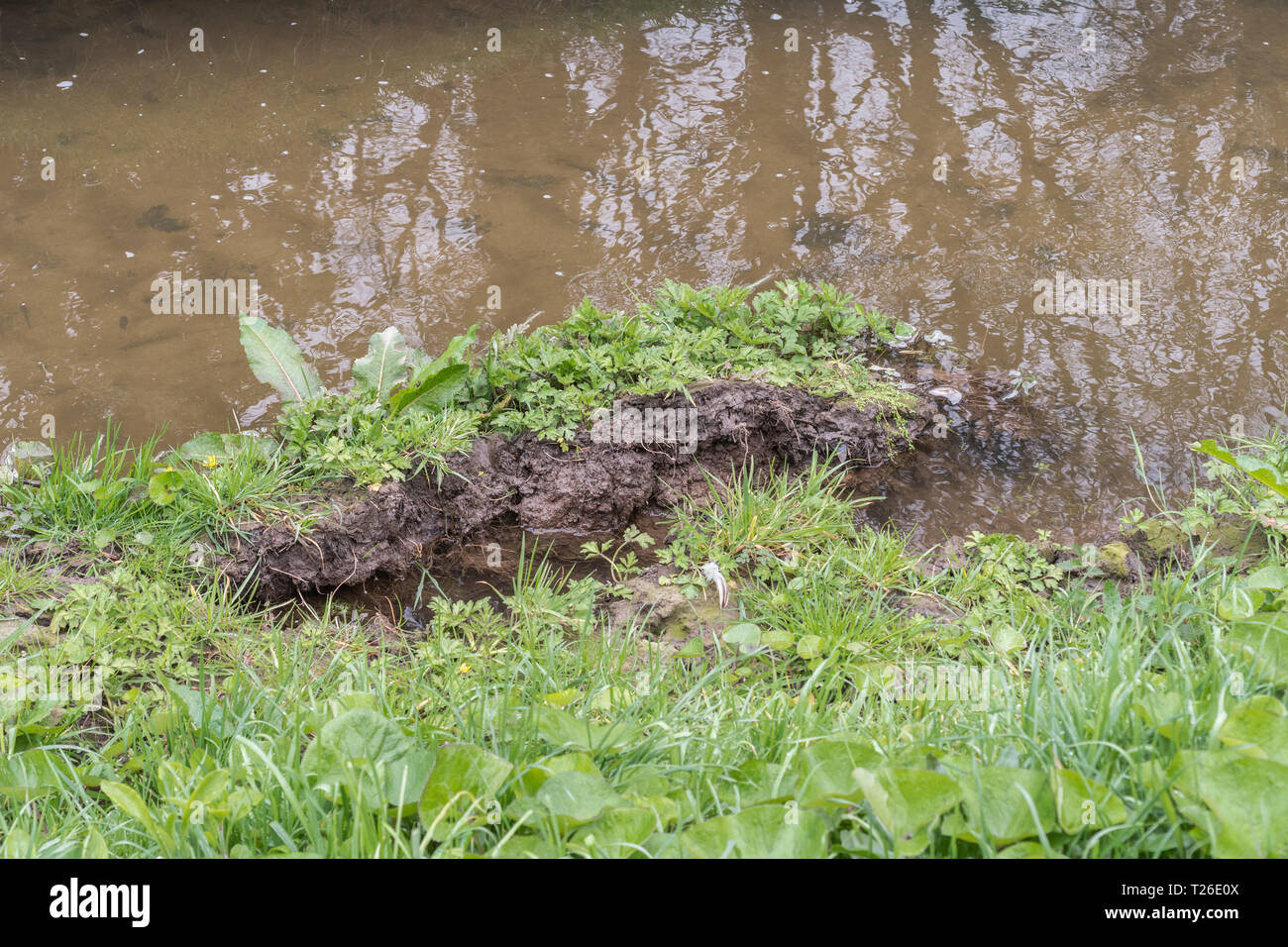 Partially collapsed bank of a small river. For water erosion and the ...