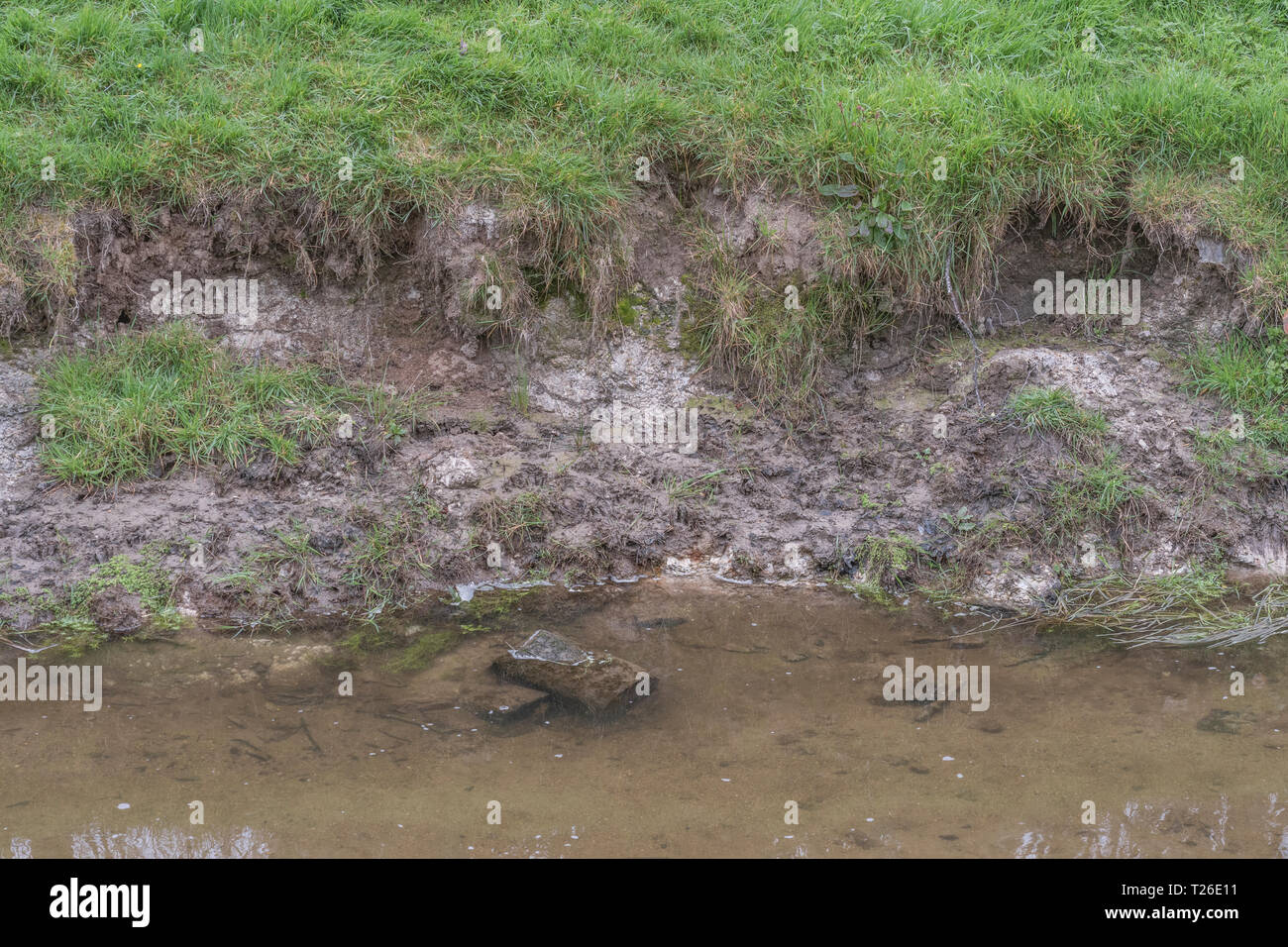 Partially collapsed bank of a small river. For water erosion and the ...