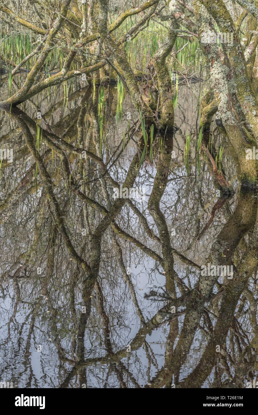 Tree submerged by water inundation / woodland swamp. Drain the Swamp ...
