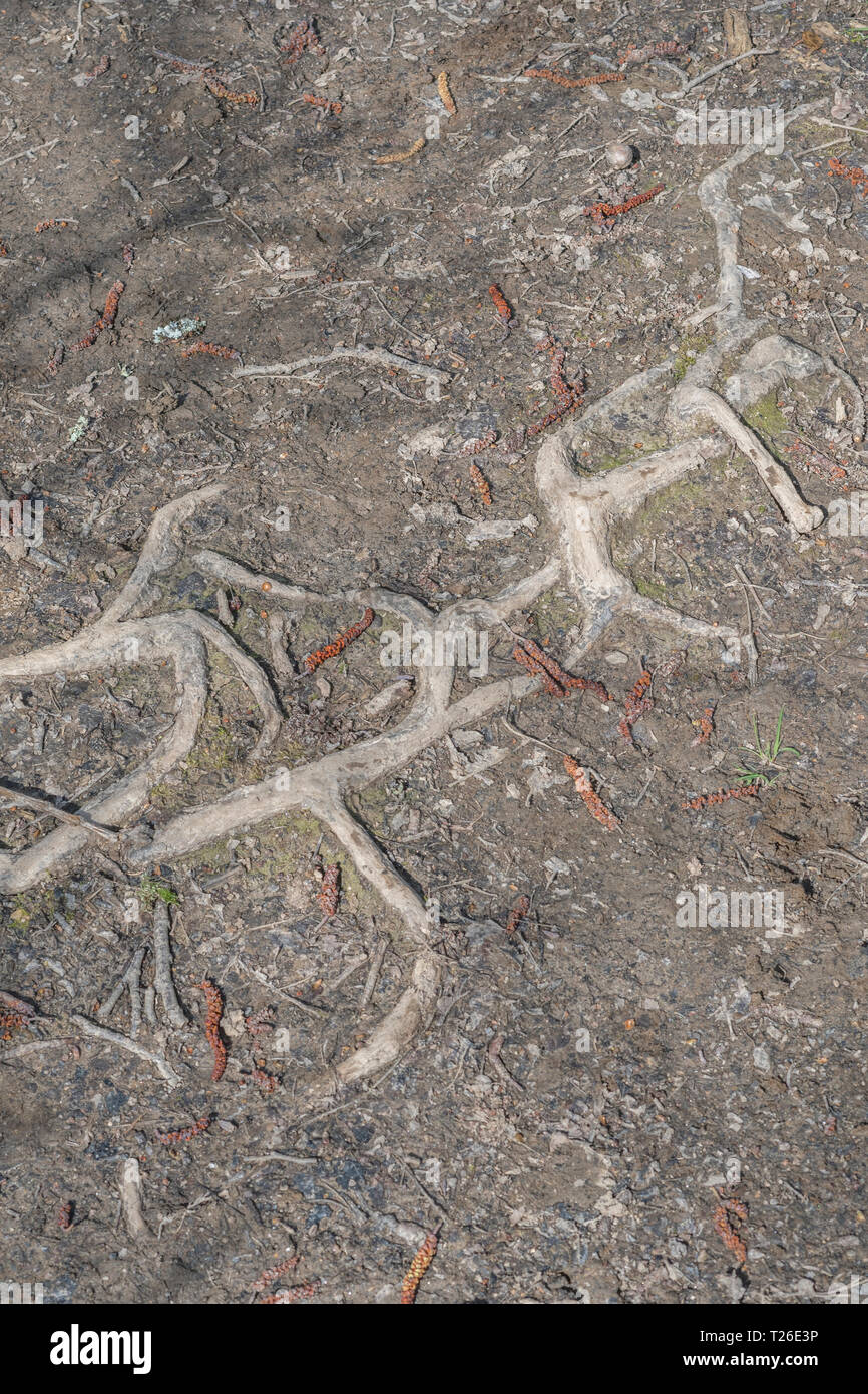 Exposed tree root system hi-res stock photography and images - Alamy