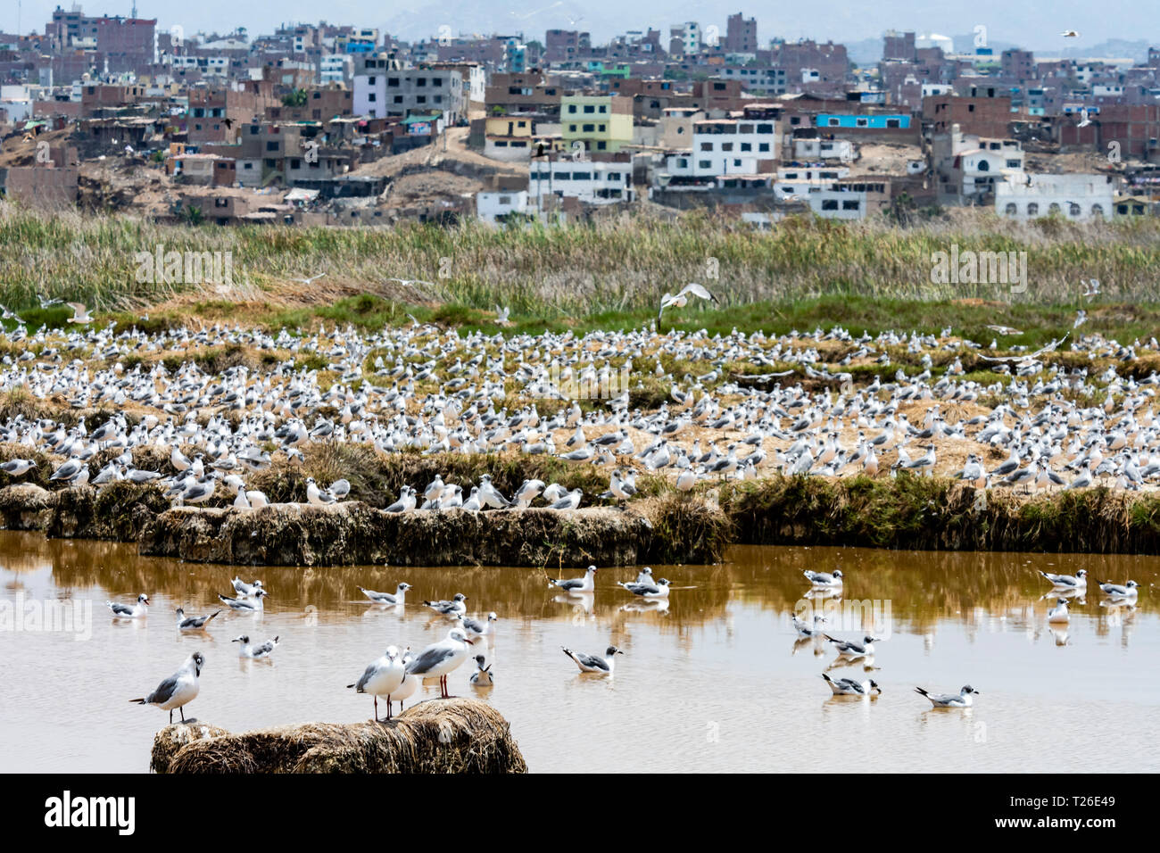 Los Pantanos de Villa Wildlife Refuge,acuatic birds,Lima,Peru.Invasion ...