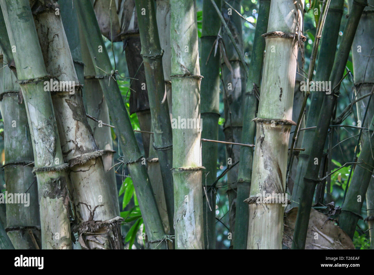 details of bamboo trunks in a bamboo forest Stock Photo - Alamy