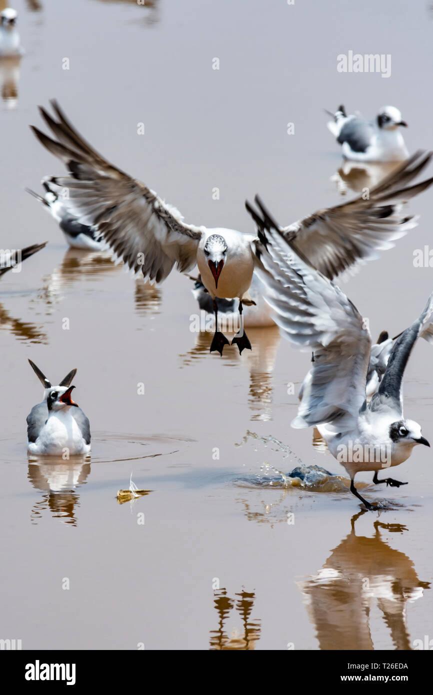 Los Pantanos de Villa Wildlife Refuge,acuatic birds,Lima,Peru Stock ...