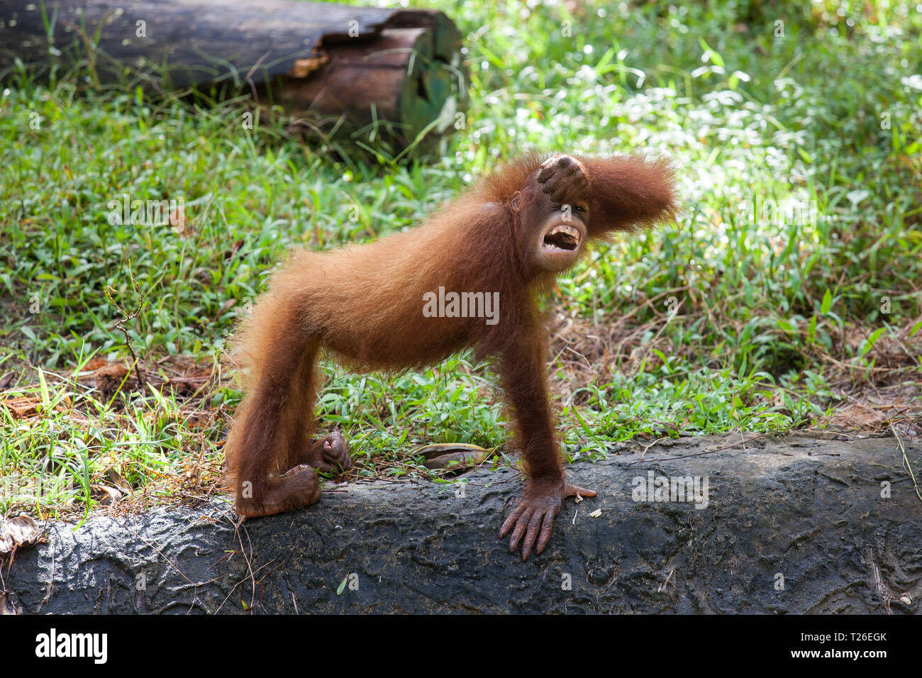 Orangutan standing hi-res stock photography and images - Alamy