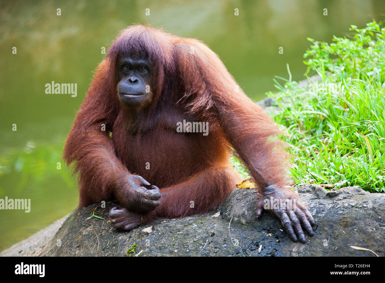Fat Baby Orangutan