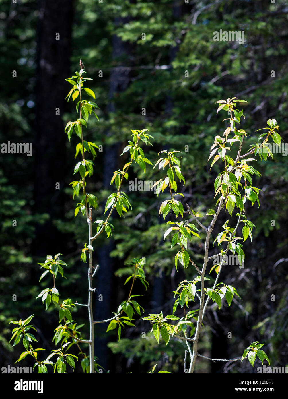 Poplar leaves hi-res stock photography and images - Alamy