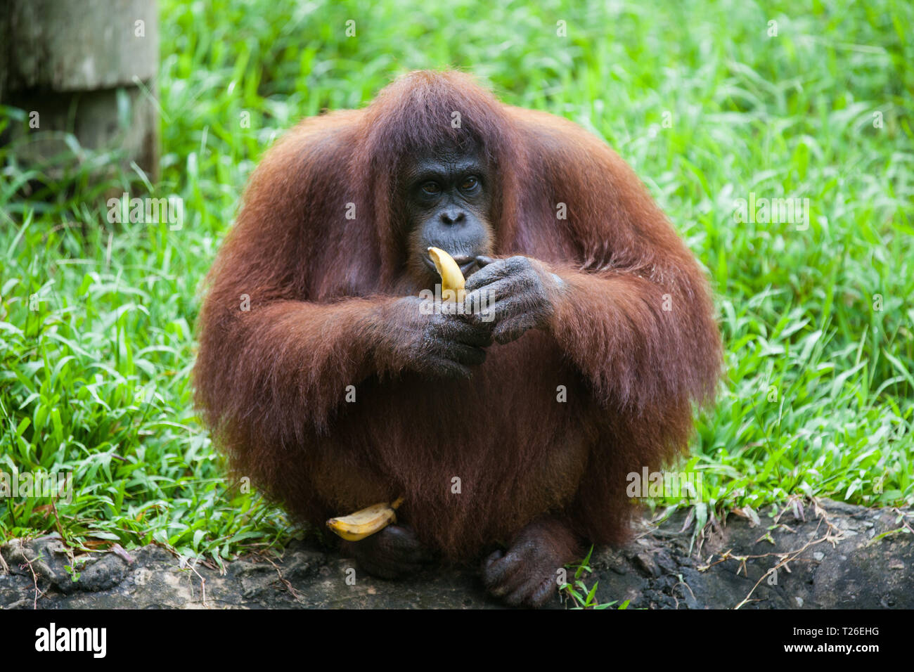 Fat orangutan hi-res stock photography and images - Alamy