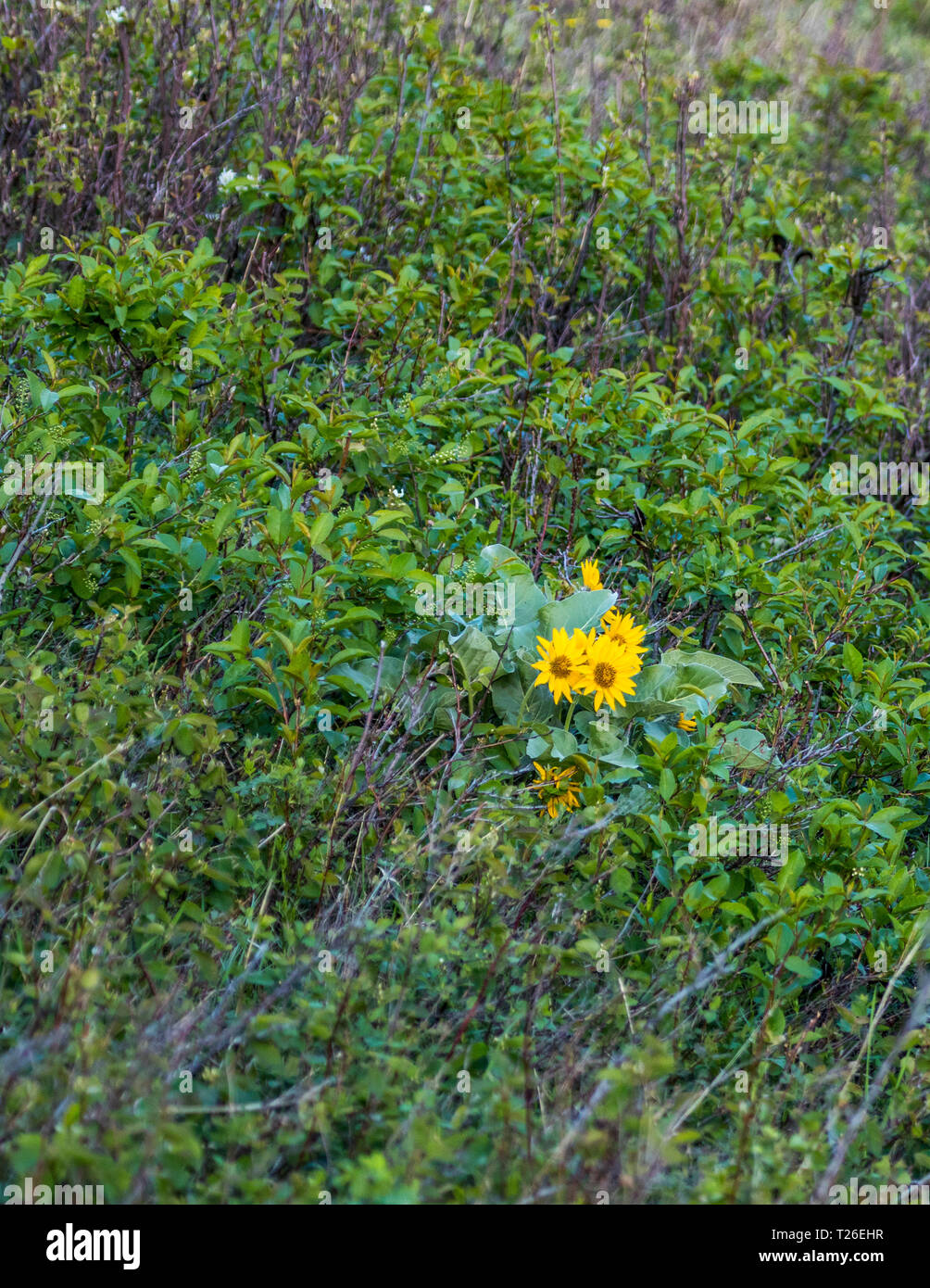 Balsamroot flowers hi-res stock photography and images - Alamy