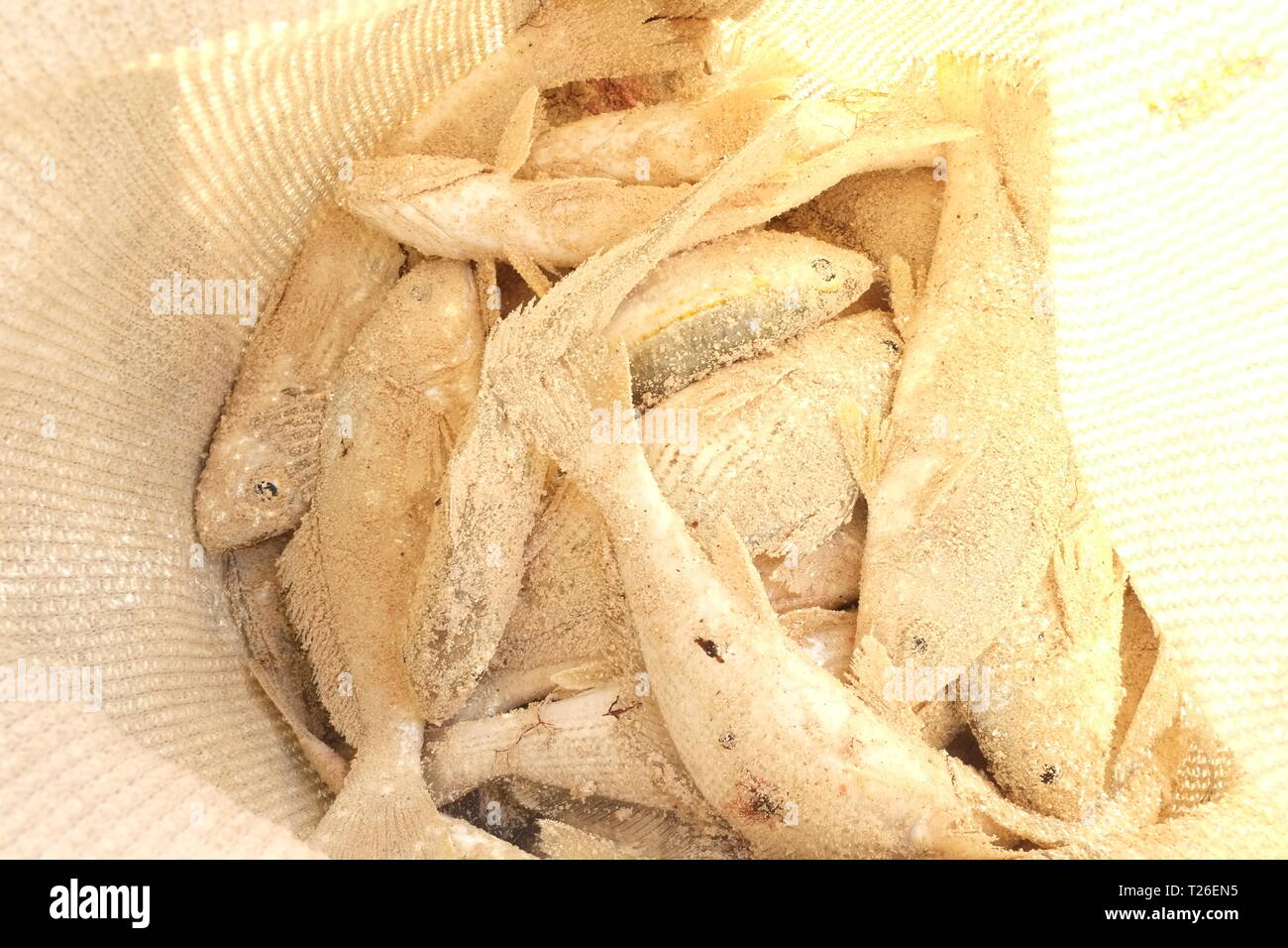 Small sea fish caught in throw net Stock Photo - Alamy