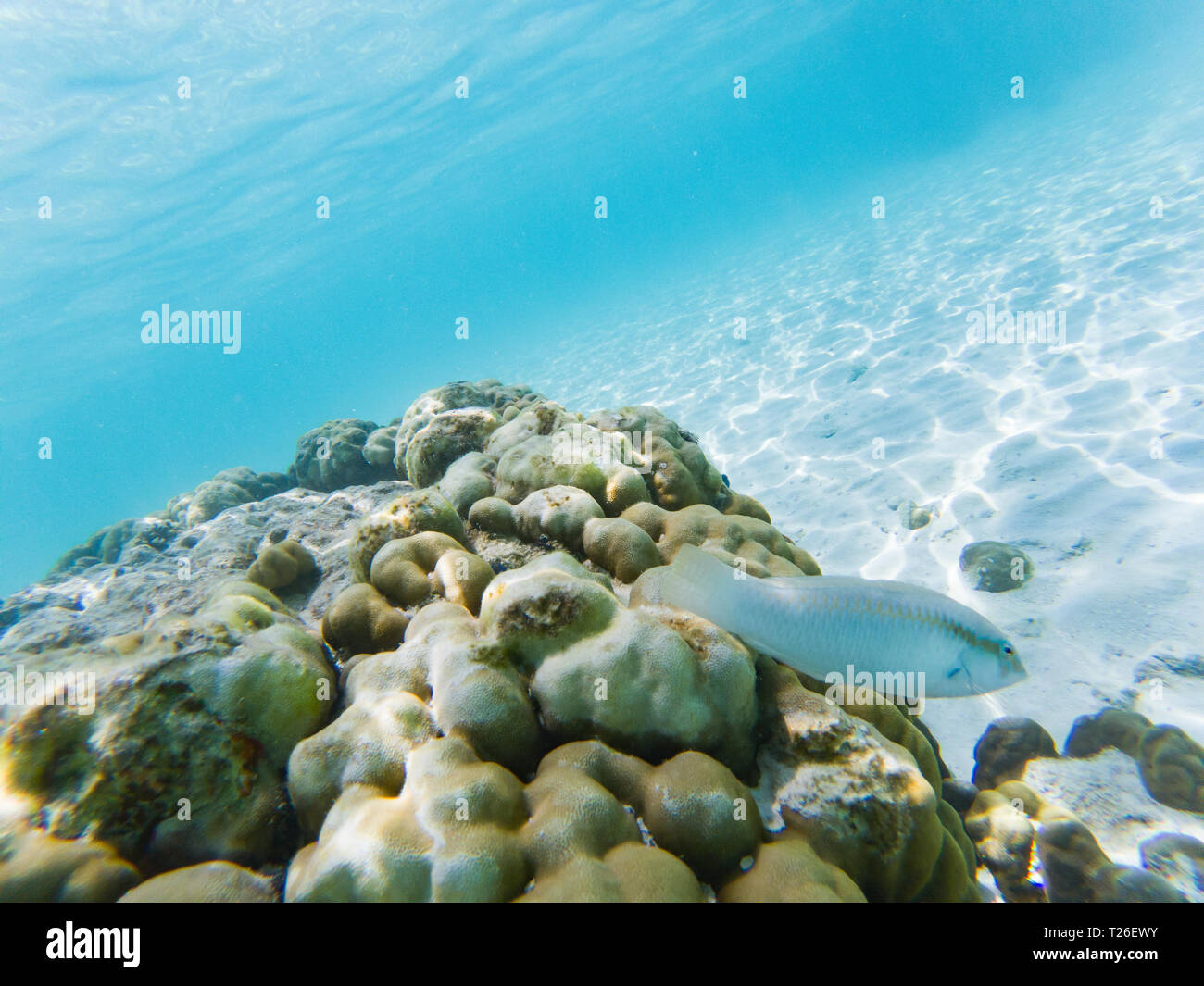 underwater marine life on coral reefs Stock Photo - Alamy