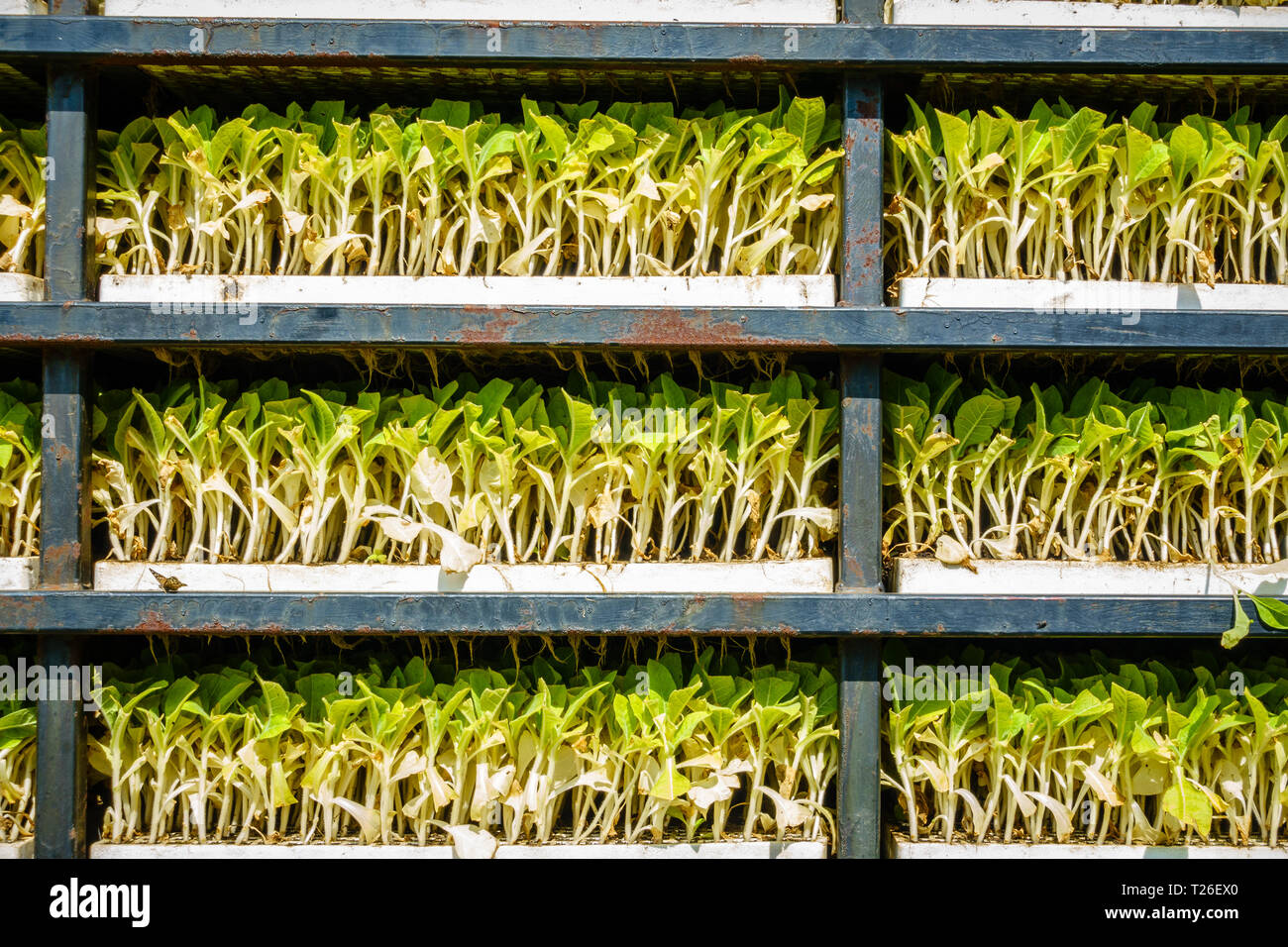Tobacco sprout hi-res stock photography and images - Alamy