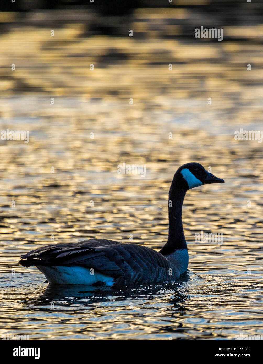 Floating canada goose hi-res stock photography and images - Alamy