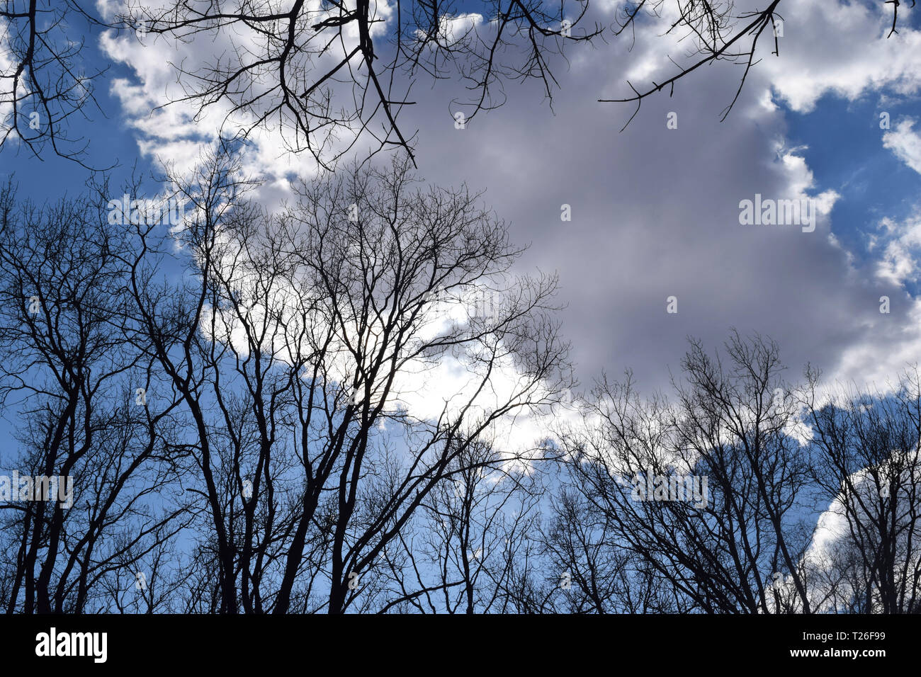 Autumn landscape with a pond in the steppe. Trees and shrubs Stock ...