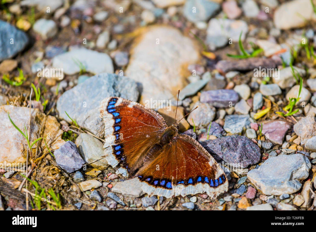 Butterfly on rocks hi-res stock photography and images - Alamy