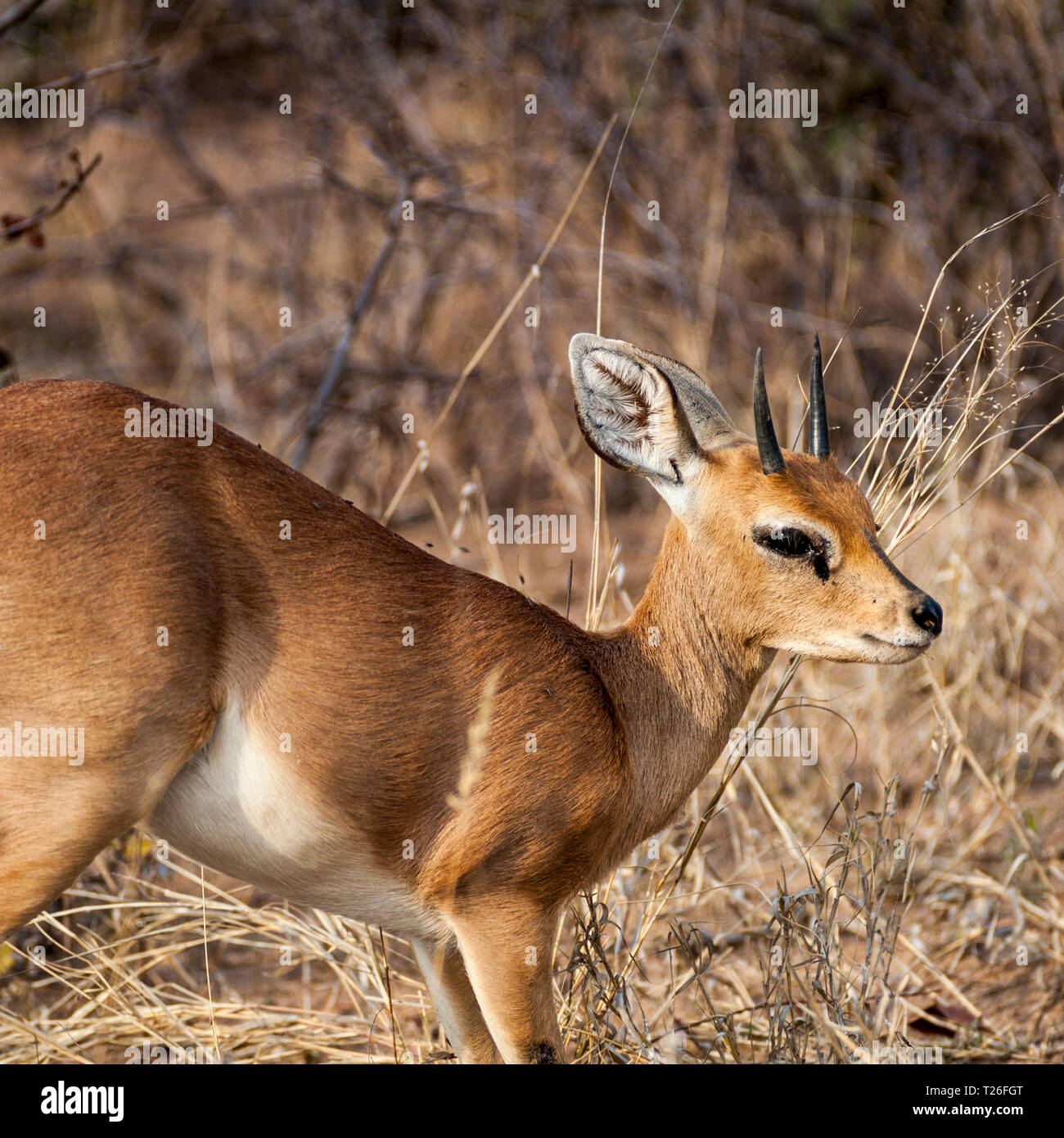 Steenbok (Raphicerus campestris) South Africa, Mpumalanga, Timbavati ...