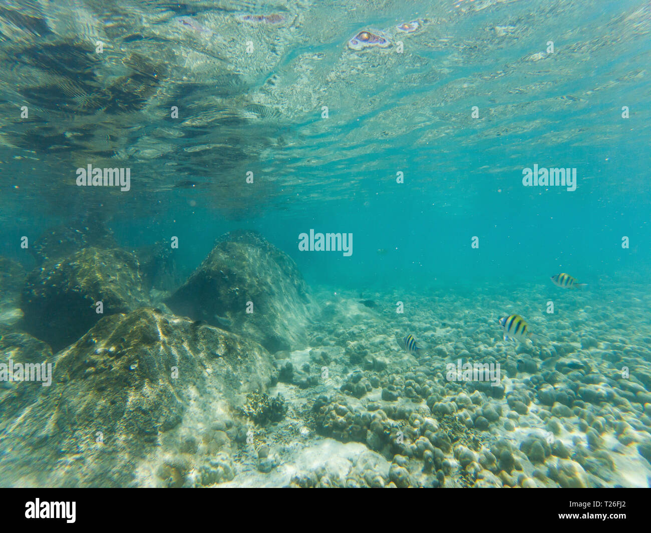 underwater marine life on coral reefs Stock Photo - Alamy