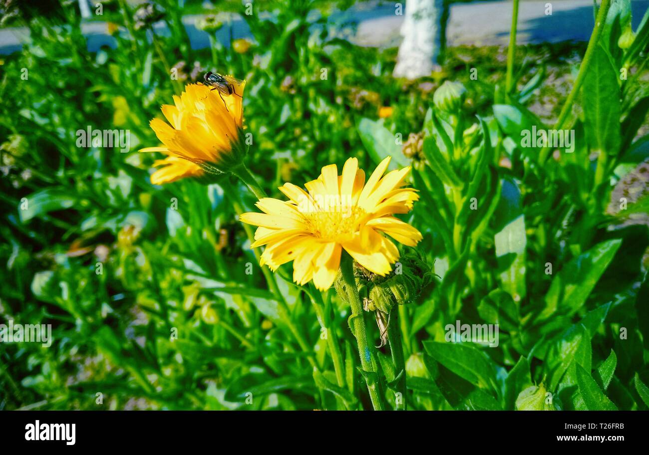 Flower of Bangladesh. Blur Background Flower Stock Photo - Alamy
